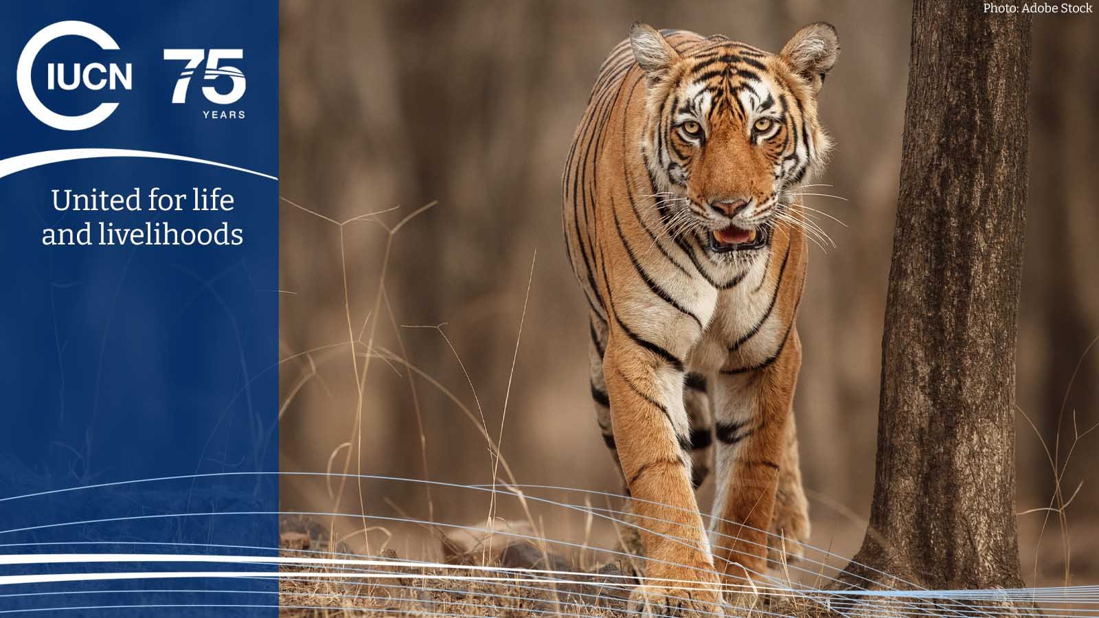 » Lista Roja de UICN